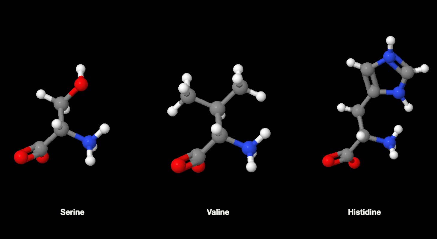 A Closer Look at Amino Acid Side Chains | STEM Resource Finder